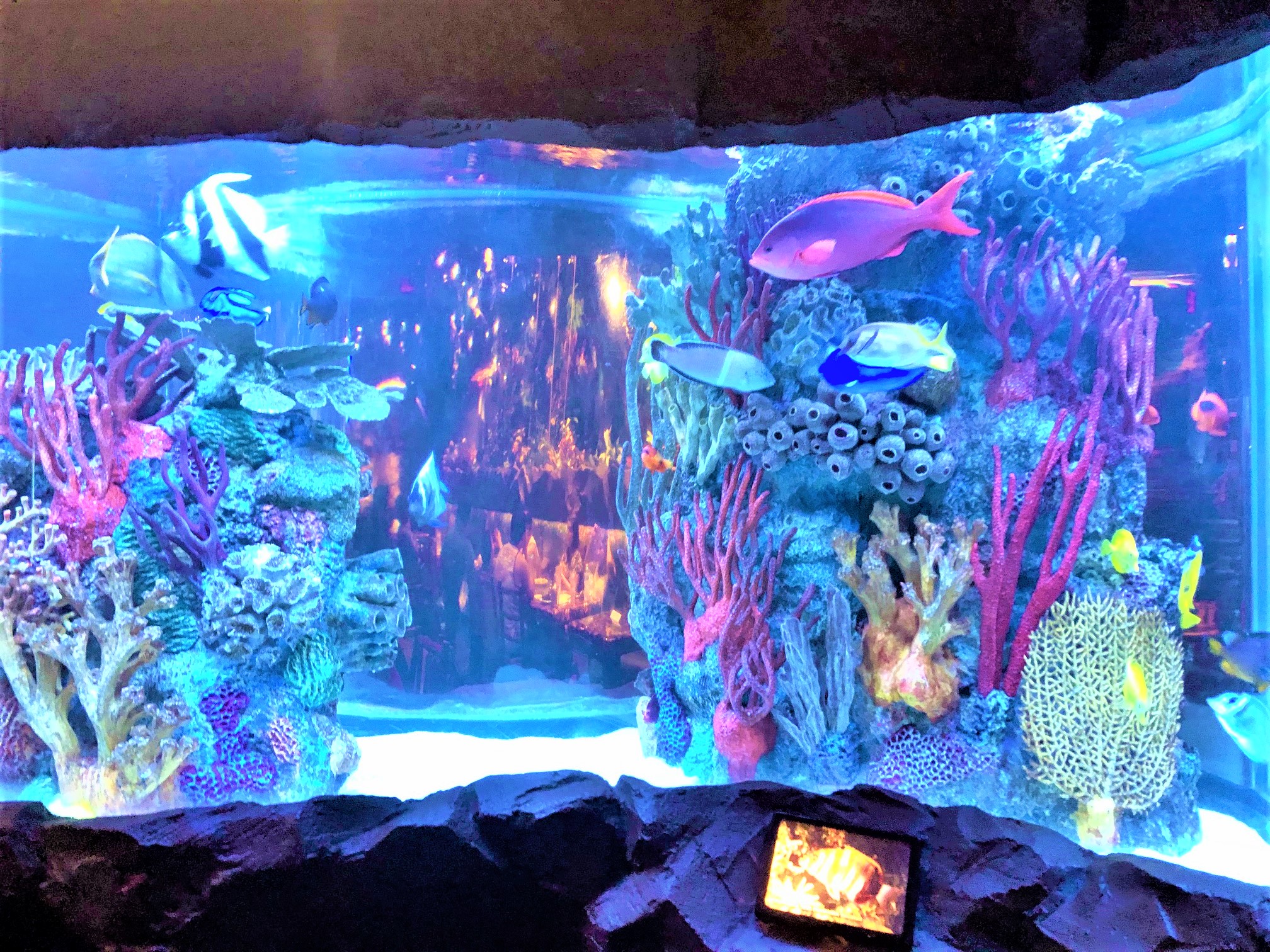 Dining at Rainforest Cafe with Kids - 5 Suitcases