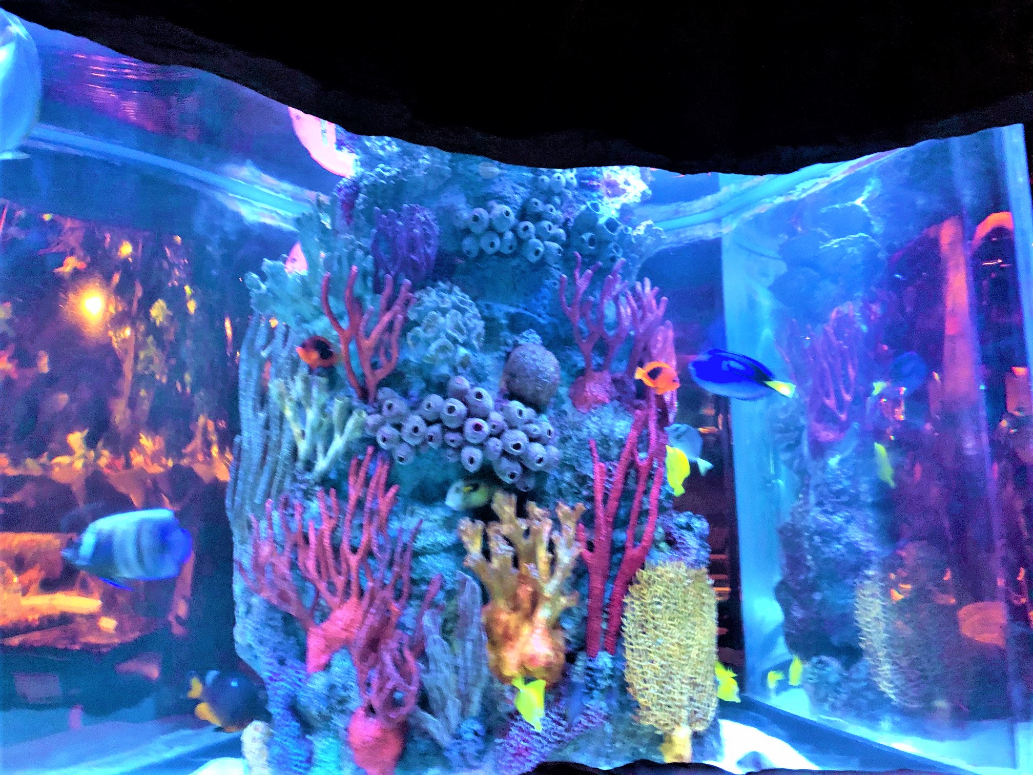Dining at Rainforest Cafe with Kids - 5 Suitcases