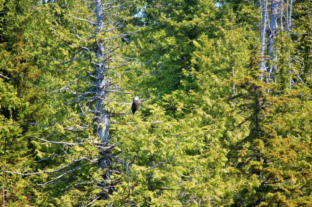 Stunning Ketchikan, Alaska - 5 Suitcases